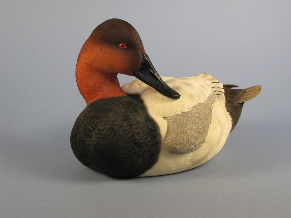 Jett Brunet 1st Canvasback Drake – Greatcarvers